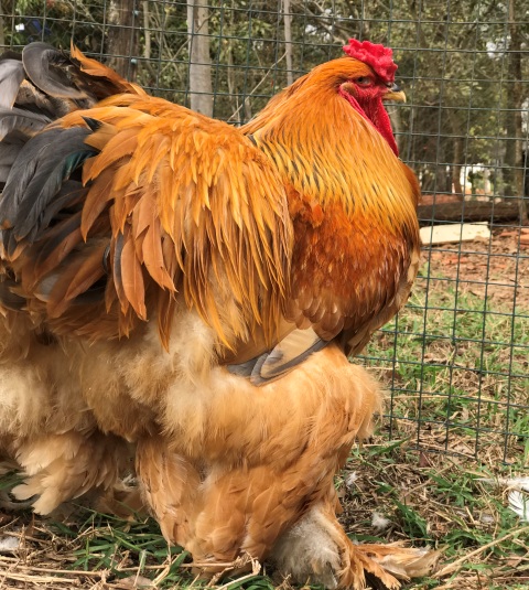 Brahma Buff Azul - Mario Salviato Ovos Férteis