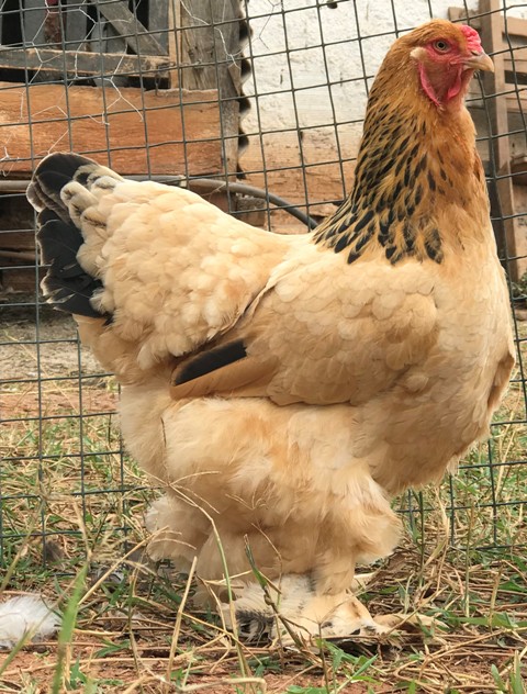 Brahma Buff - Mario Salviato Ovos Férteis